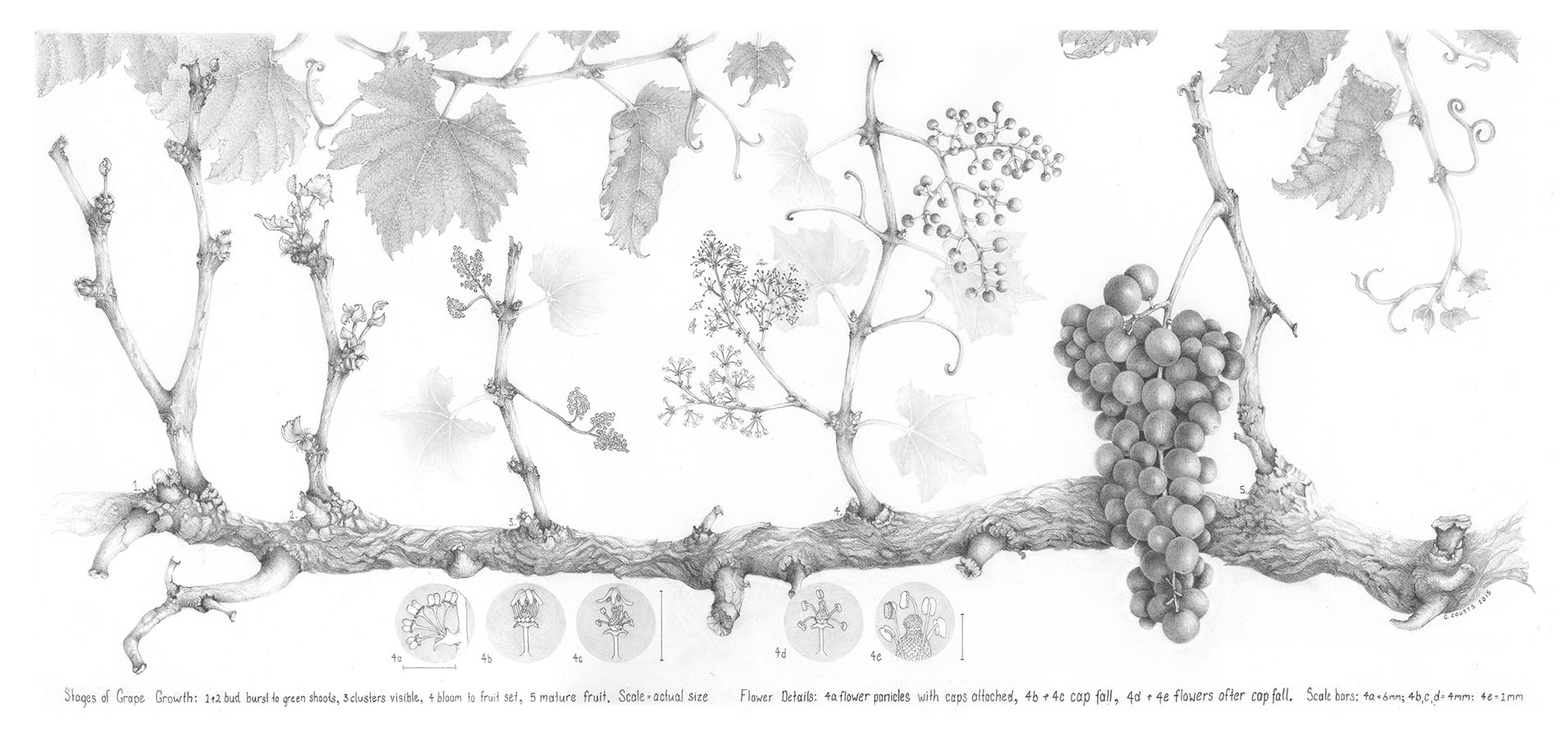 Grape Vines – Cathryn Coutts